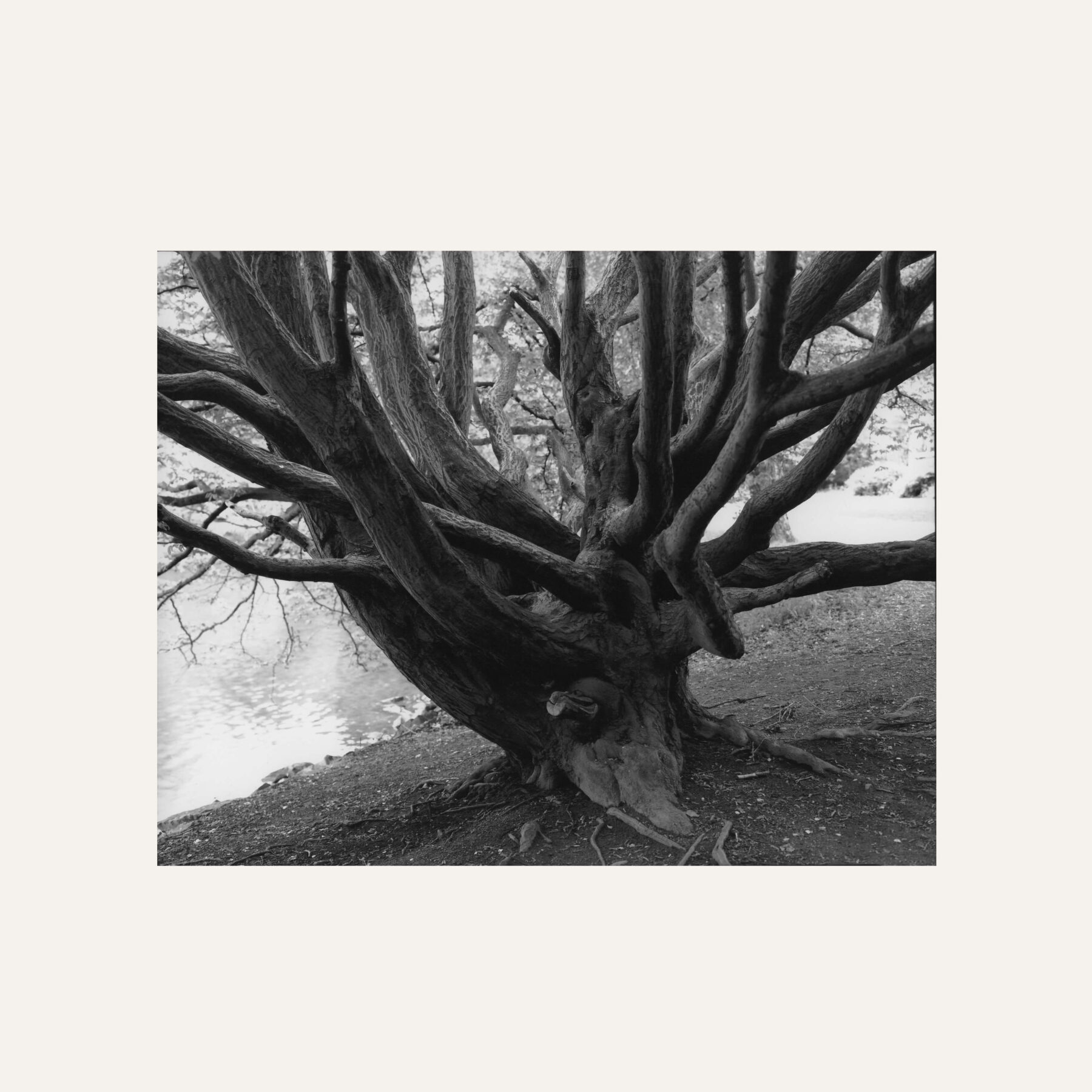 Tree of Young Love, photograph | Galerie Carole Decombe